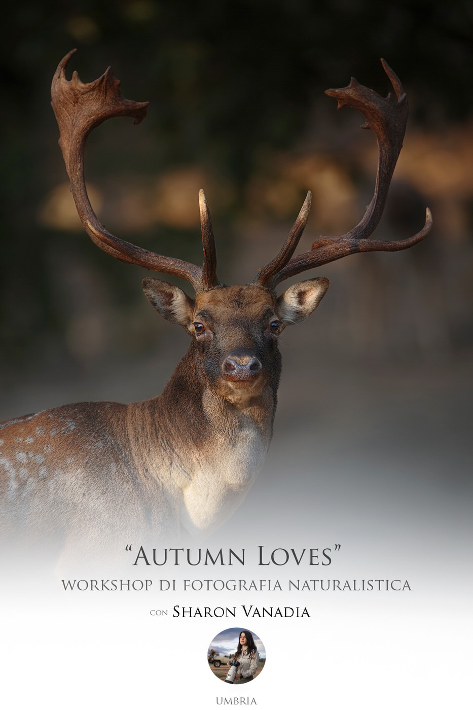 Workshop di fotografia naturalistica in Umbria - Il bramito del Daino